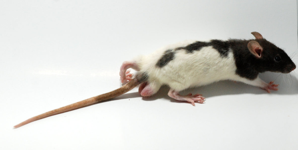 Rat - Medium – Komodo Reptiles