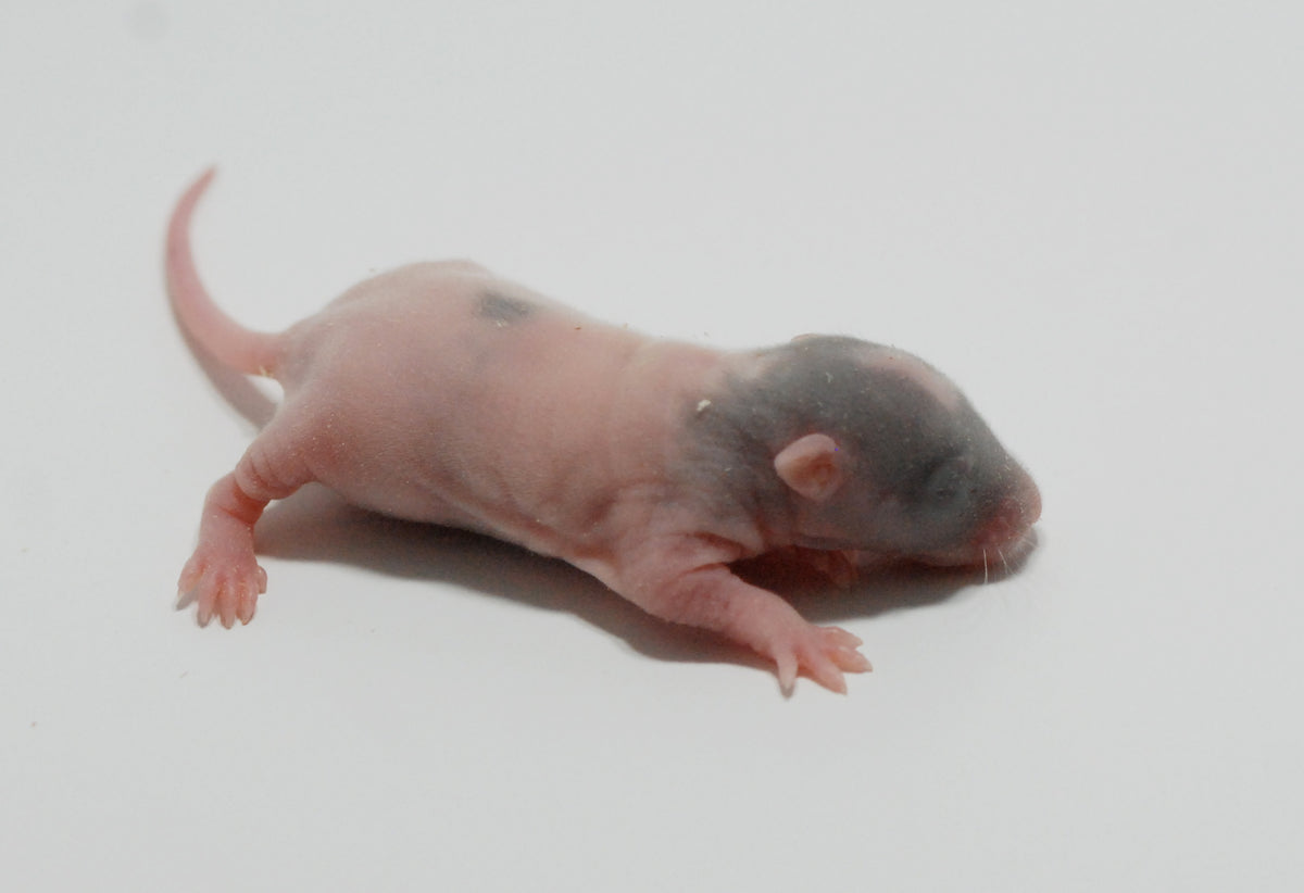 Rat - Fuzzies – Komodo Reptiles