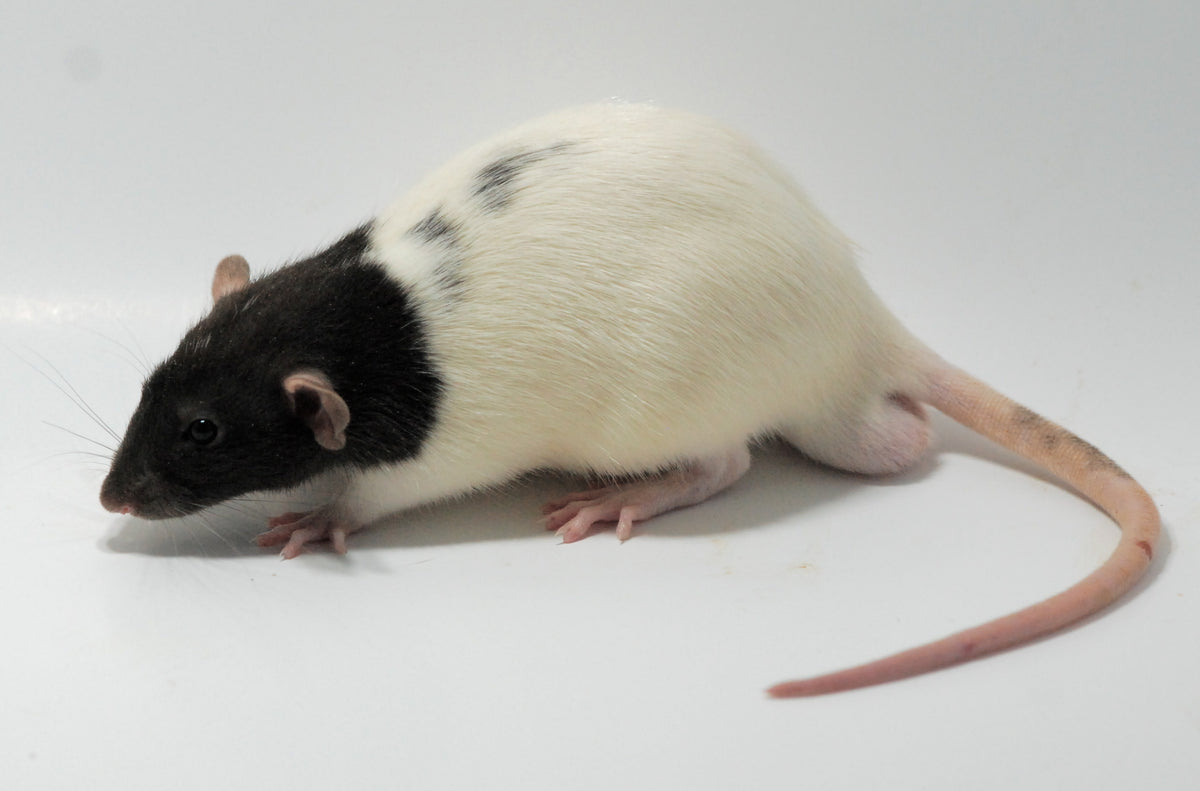 Rat - Large – Komodo Reptiles