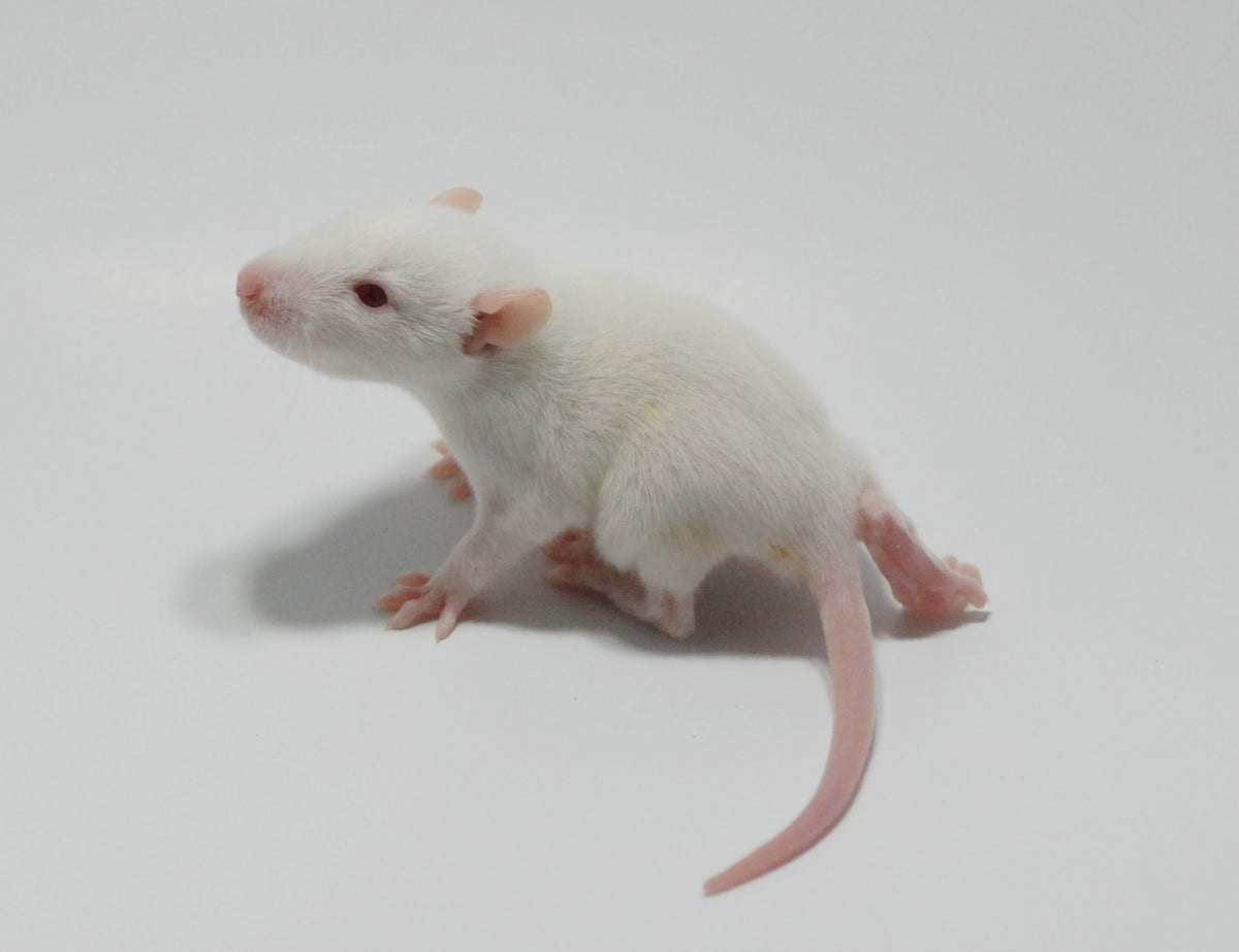 Rat - Crawlers – Komodo Reptiles