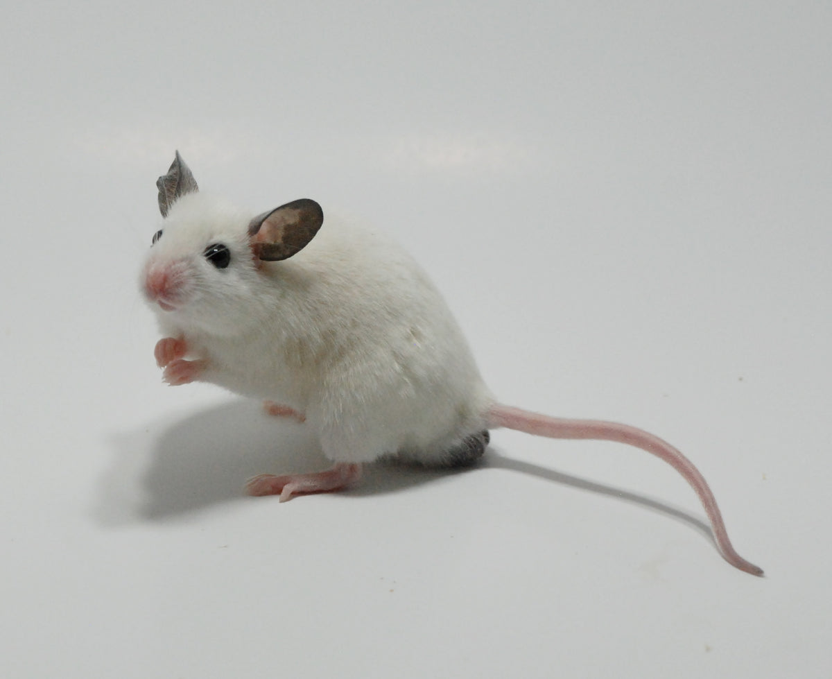 African Soft Fur Rat – Komodo Reptiles