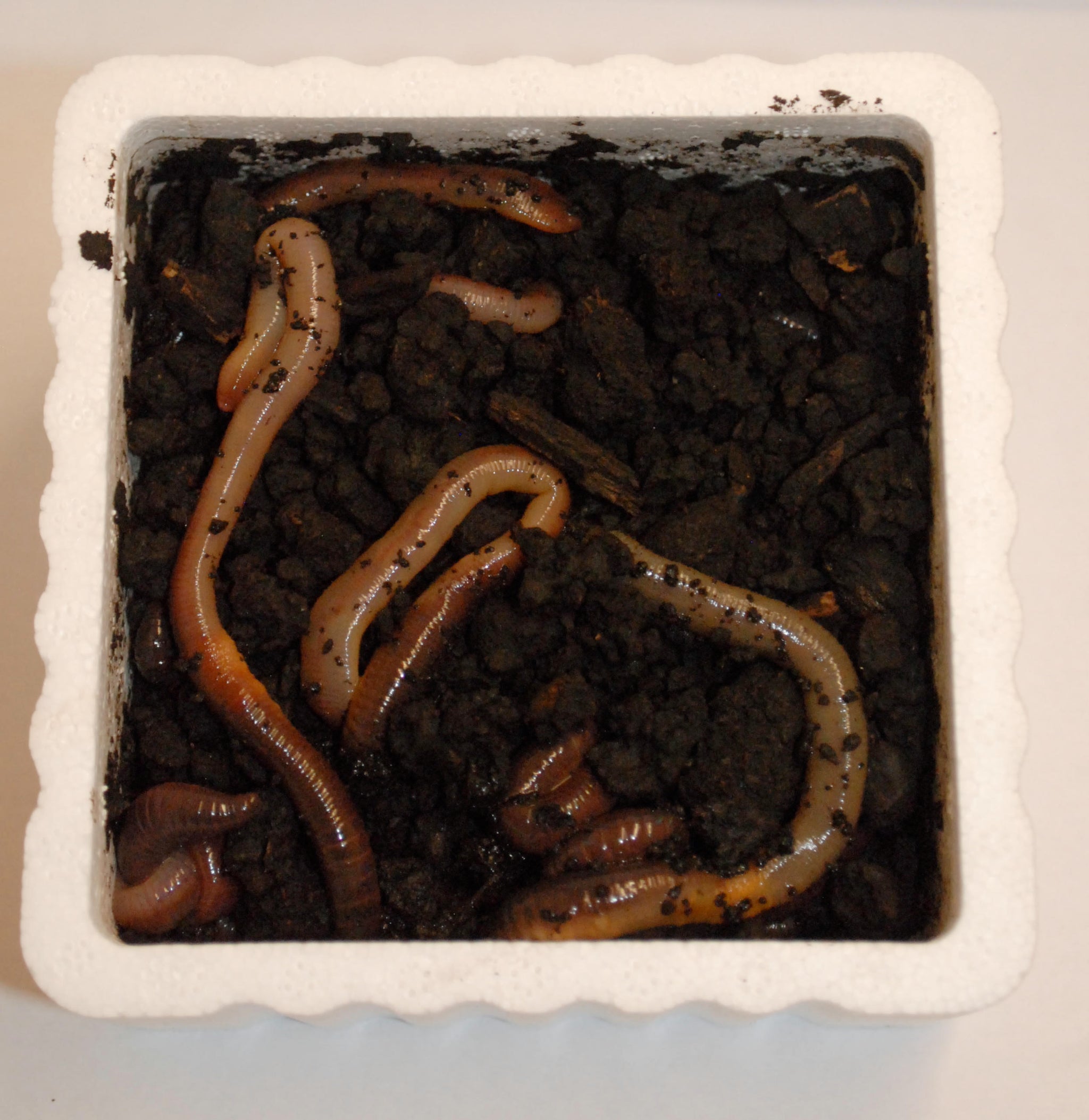 1 Dozen Jumbo Nightcrawlers – Komodo Reptiles